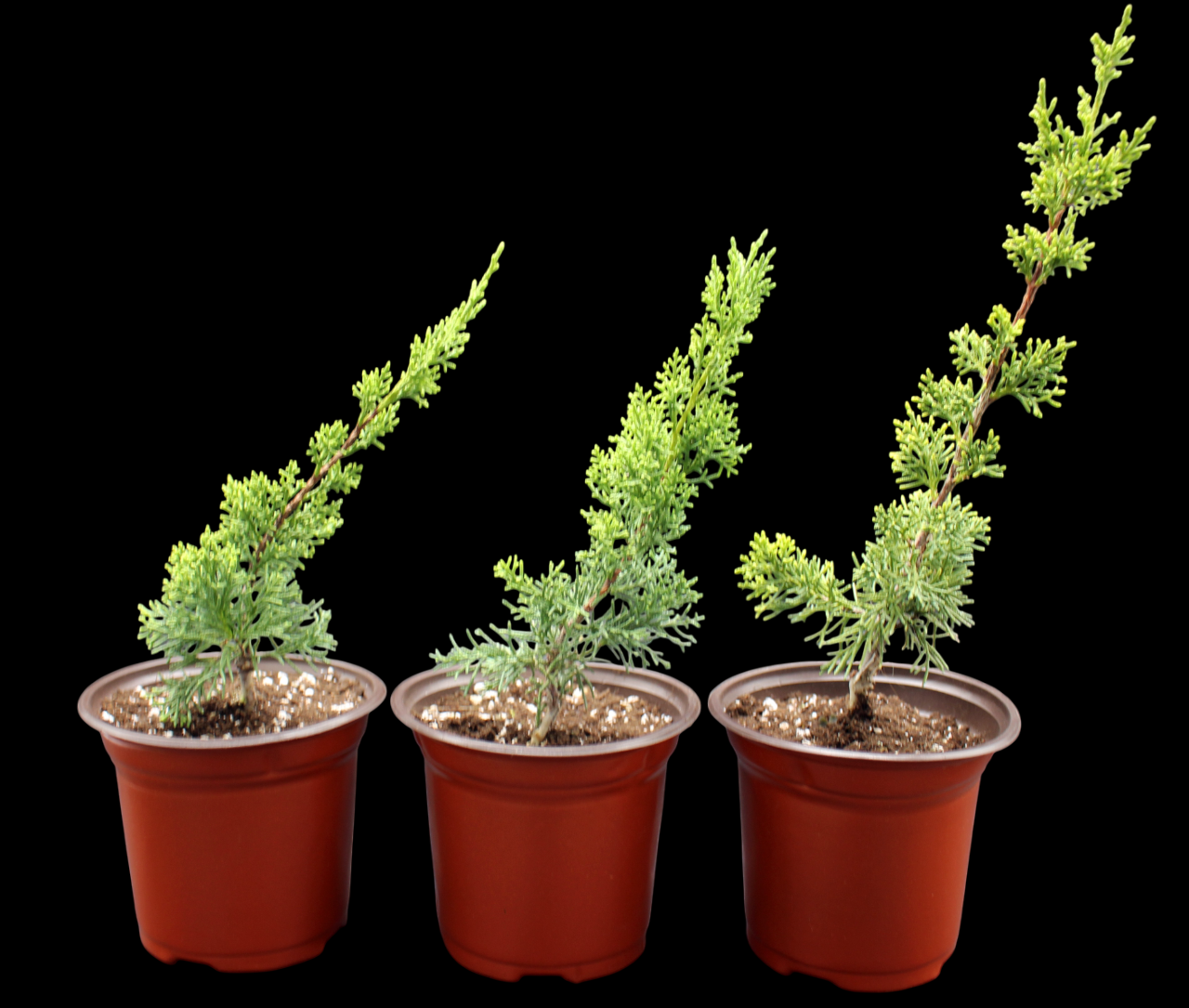 Juniperus Chinensis Shimpaku Kishu - Chinese Kishu Juniper