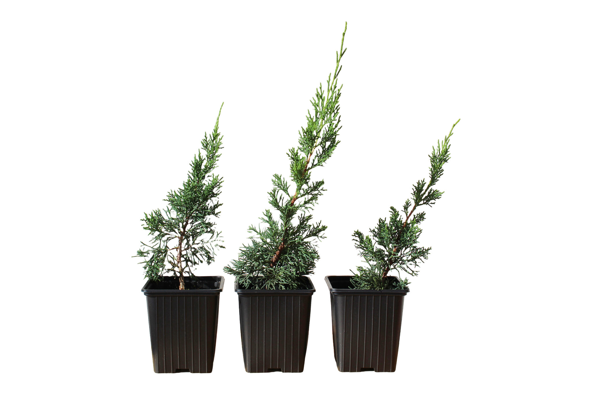 Juniperus Chinensis Kishu - Chinese Kishu Juniper