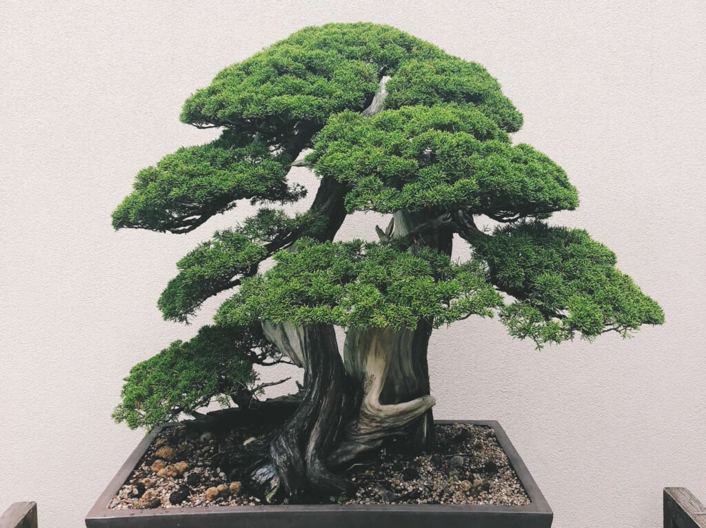 Juniperus Chinensis Kishu - Chinese Kishu Juniper