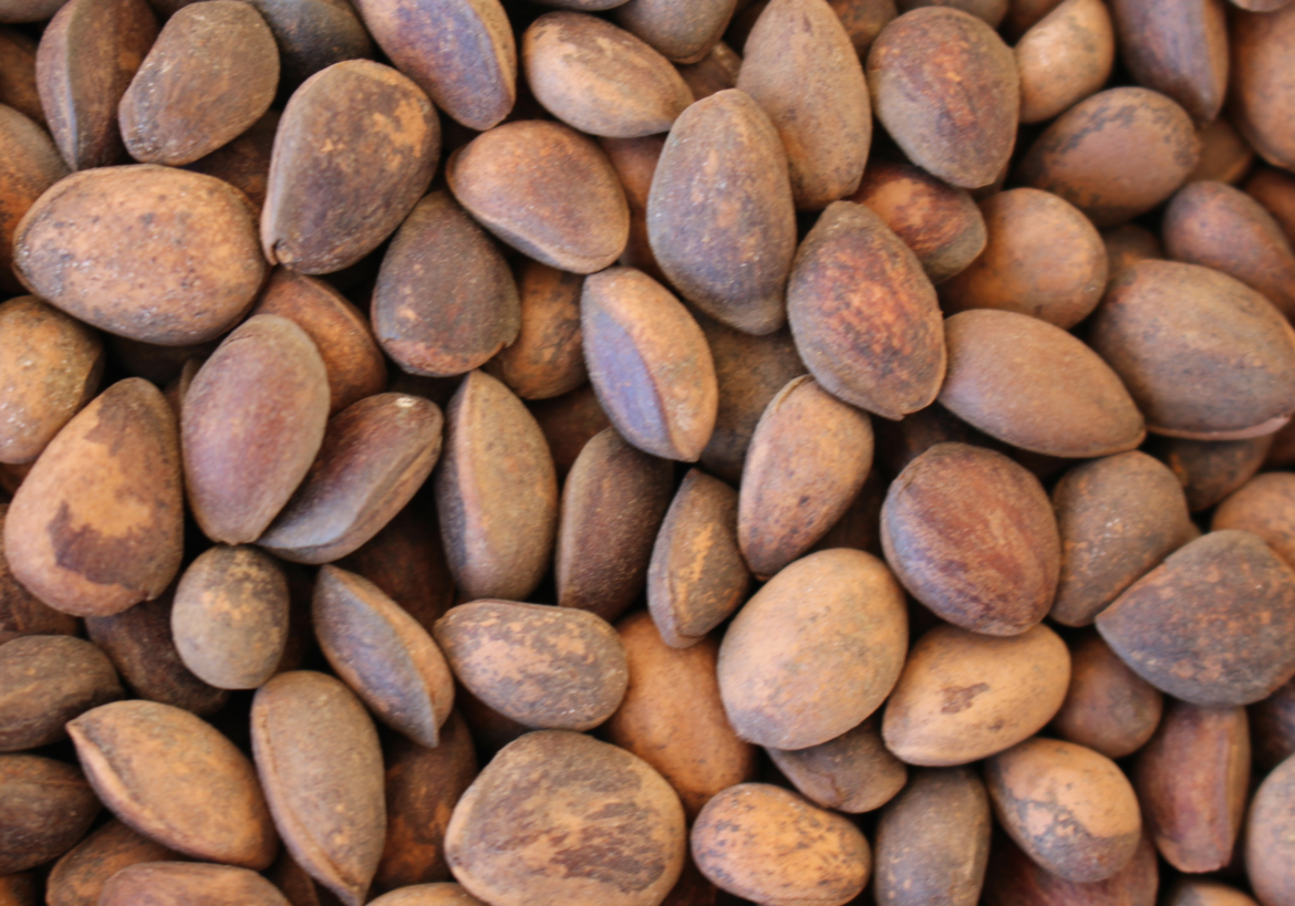 Pinus Parviflora Seeds - Japanese White Pine Seeds