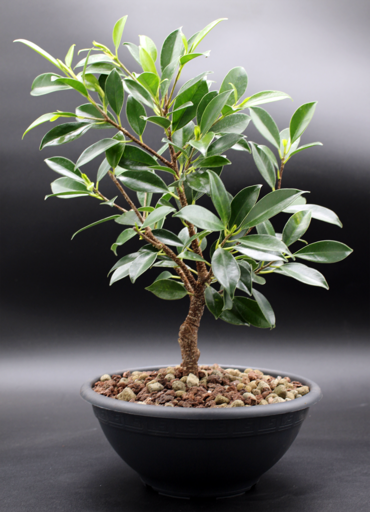 Ficus Microcarpa 'Tiger Bark' Pré-Bonsaï
