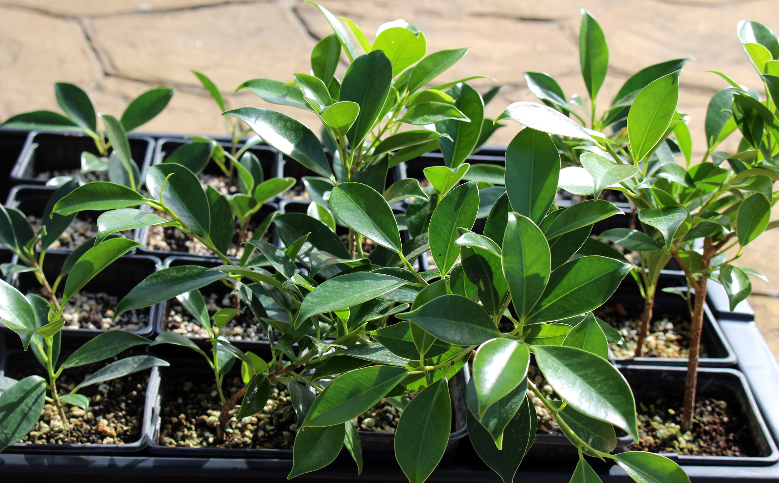Ficus Microcarpa 'Tiger Bark'